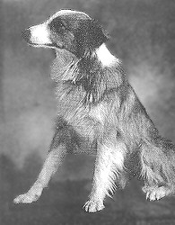 Bobbie the Wonder Dog - Wikihole